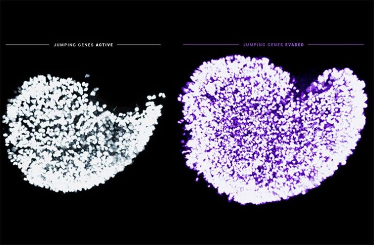 Los genes saltarines amenazan la calidad de los óvulos en los mamíferos