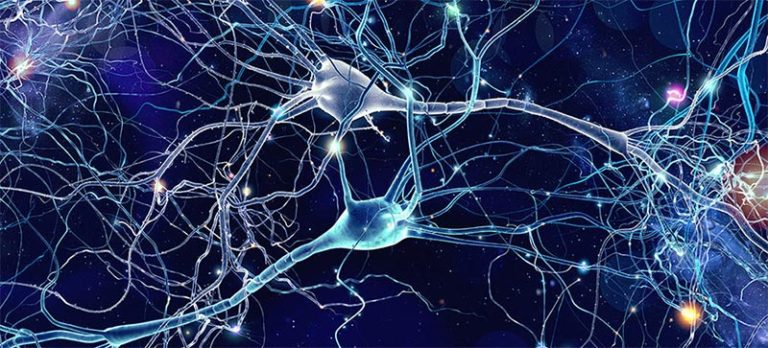 Cómo las neuronas diferencian entre señales motoras y sensoriales
